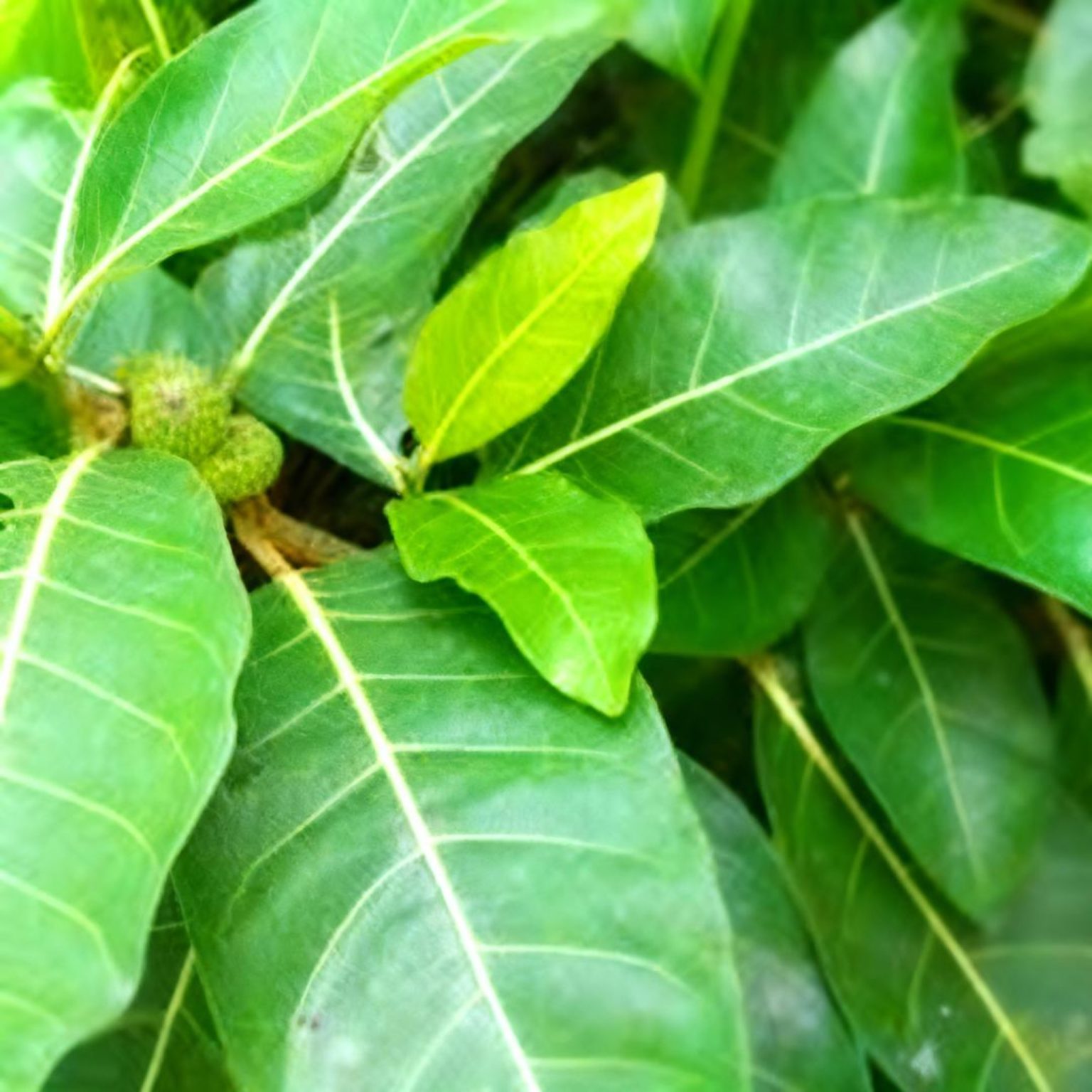 Daun Awar-Awar: Herbal Serbaguna Penyejuk Kulit dan Penjaga Kesehatan ...
