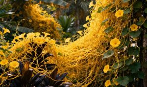 Tali Putri (Cuscuta australis): Benalu Halus yang Jadi Obat Herbal ...