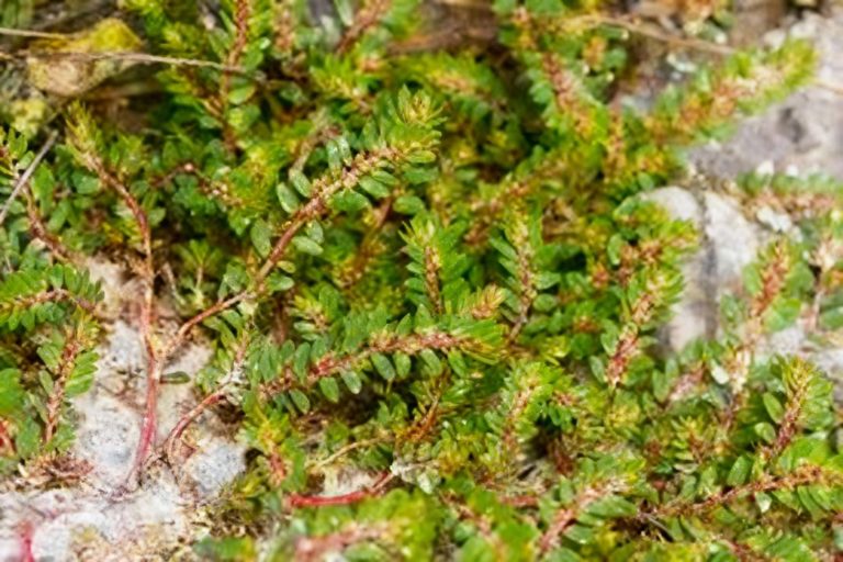 Daun Patikan Cina (Euphorbia hirta): Tanaman Kecil dengan Khasiat Besar ...