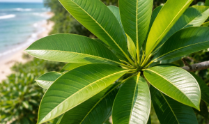 Daun Bintaro, Tanaman Pesisir yang Dikenal dalam Pengobatan Tradisional ...